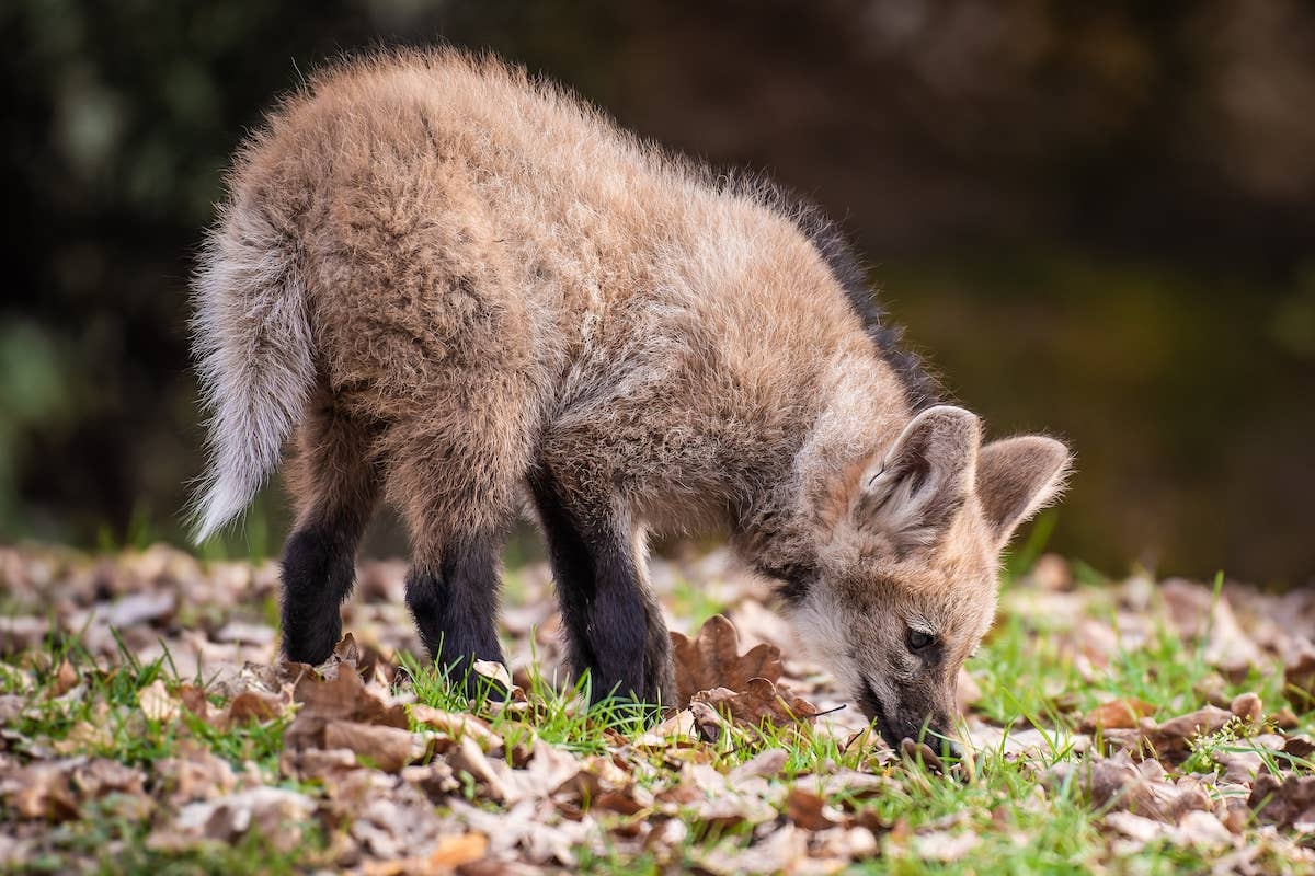 Baby Maned Wolf