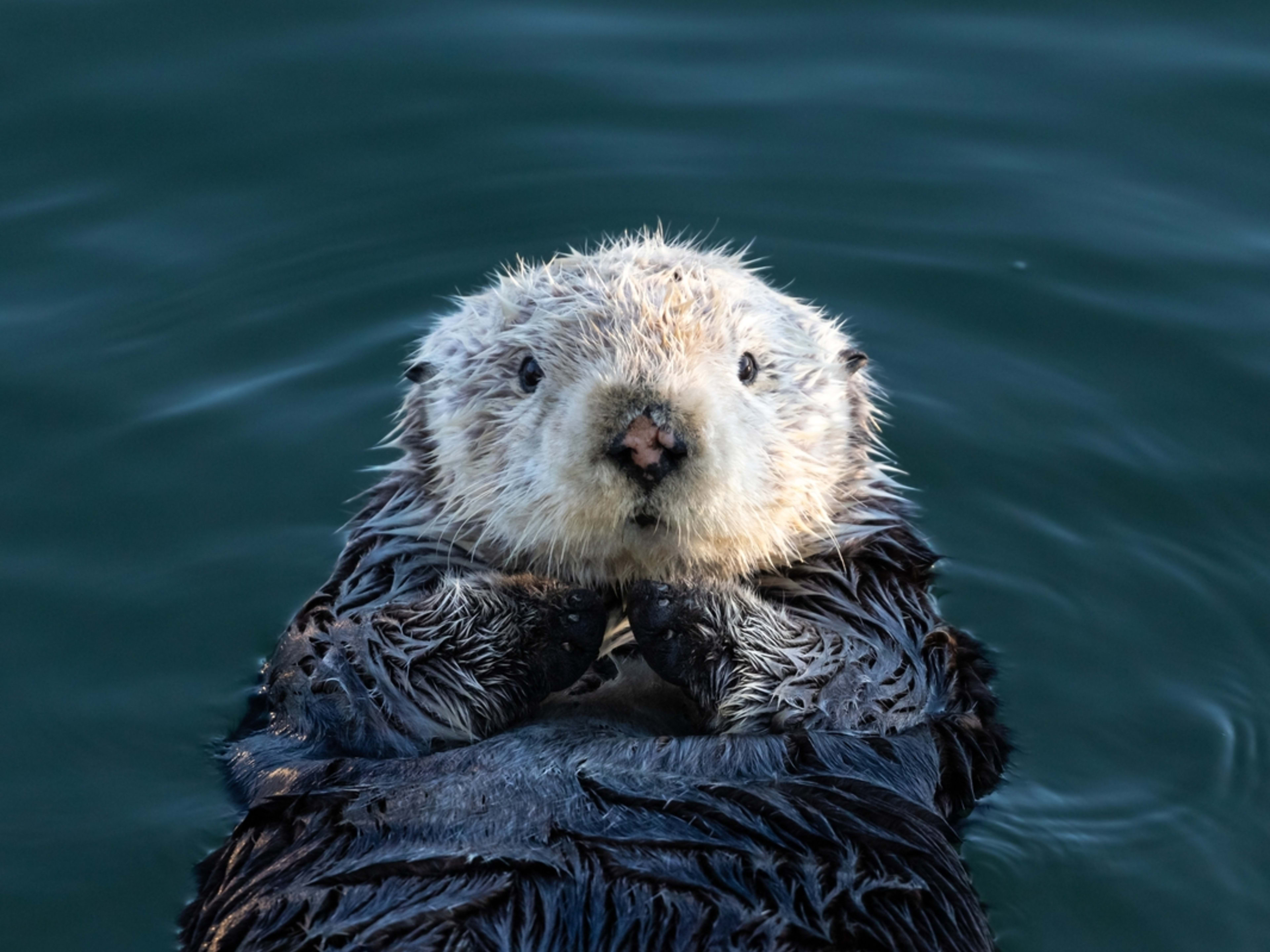 Otter Tries to Rehab Rep by Playing Cute with Fisherman | The Internet ...