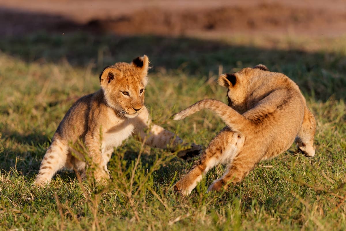 Fresno Zoo Debuts Their Newest Lion Cubs to the Public for the First ...