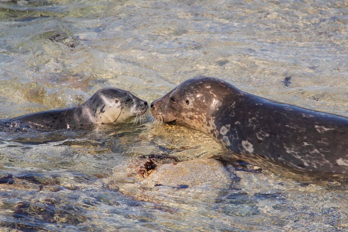 Seals