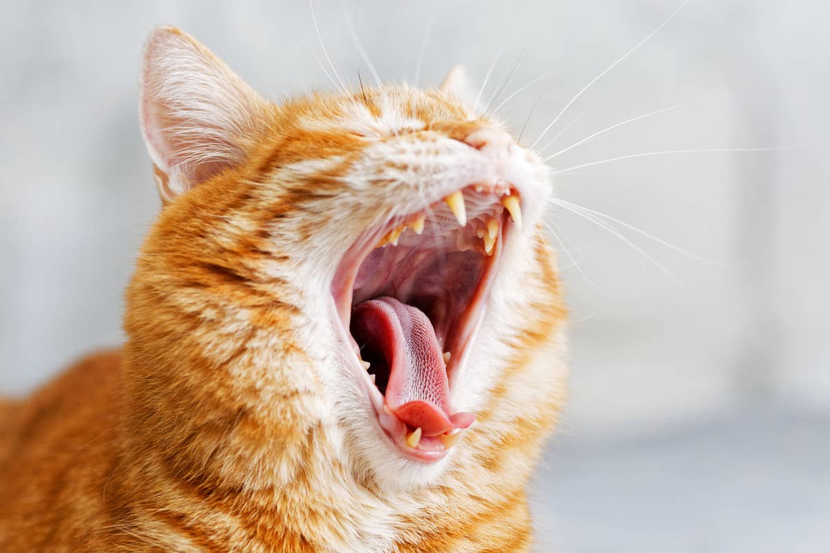 Cranky Orange Cat's Torrential Temper Tantrum Over Mama Being Out of ...