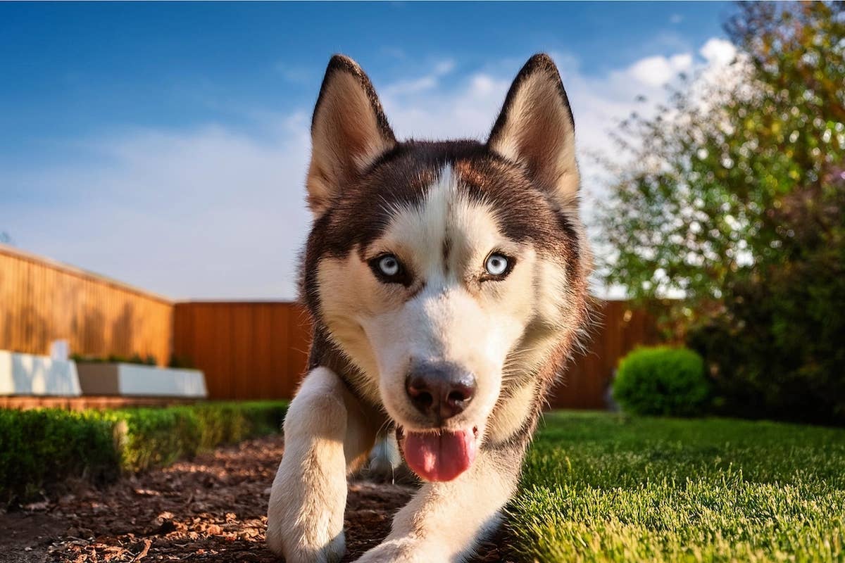 13-Year-Old Husky Gets Chance to 'Escape' to Help Him Feel Young Again ...