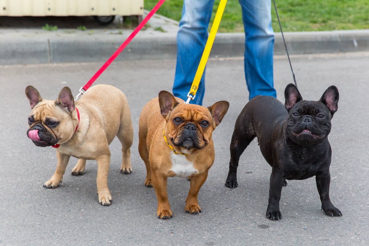 Frenchie Trio Teams Up with Duck Sibling To Guard Home as the Cutest ...