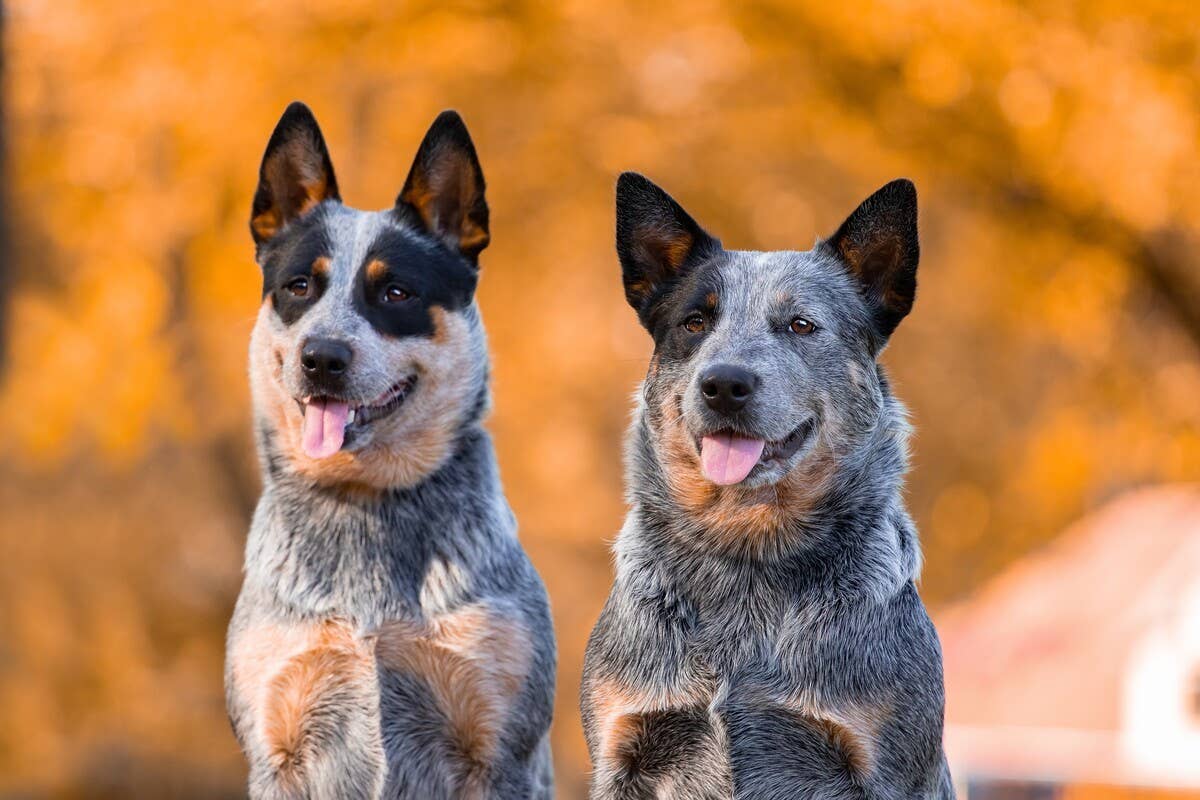 Australian Cattle Dogs