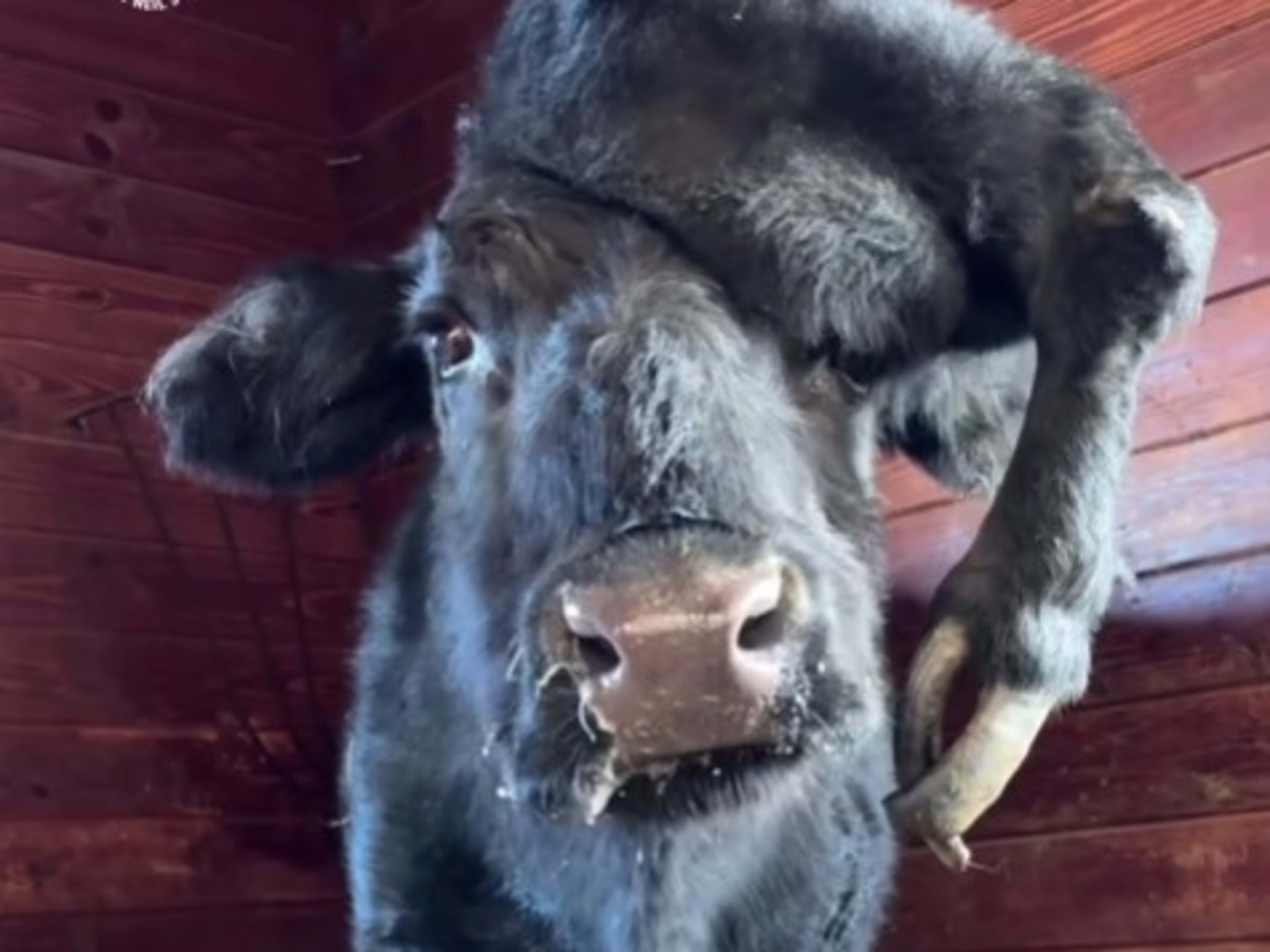 Story of Cow with 'Extra Limb on His Head' Being Accepted by Herd Is ...