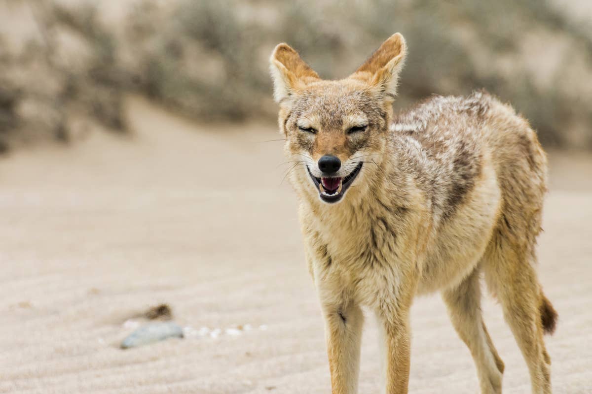African Jackal Is Totally Obsessed with Twirly Slide Just Like a Human ...
