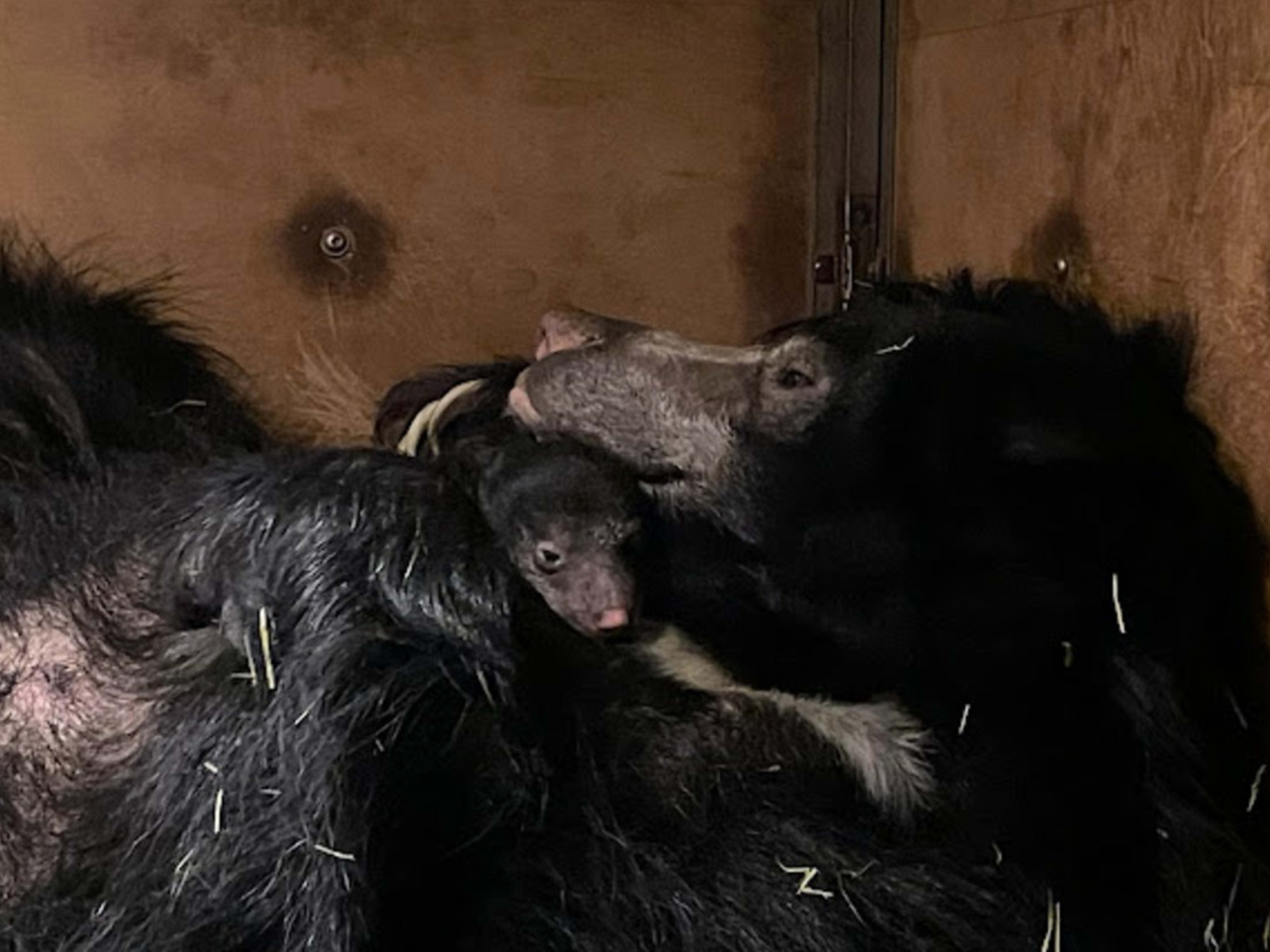 Sleepy Sloth Bear Cub at Seattle Zoo Is Charming Everyone by Learning To Explore with Mama