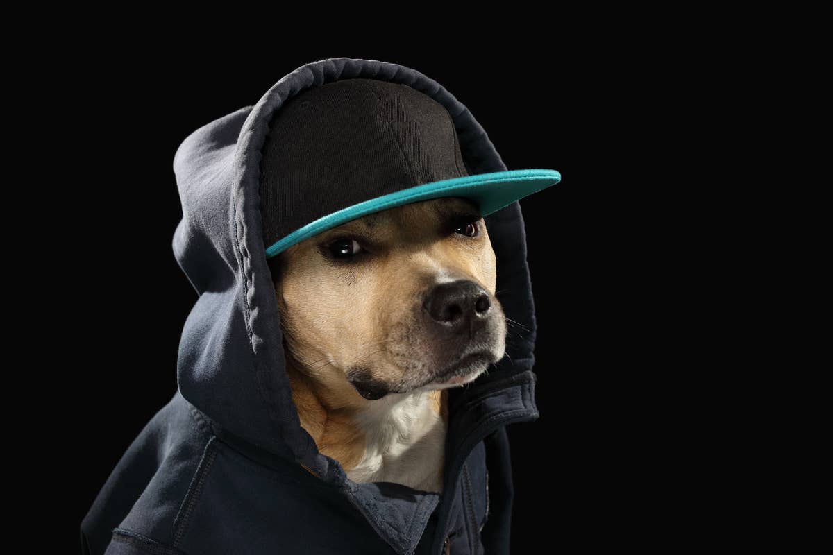 Pit Bull