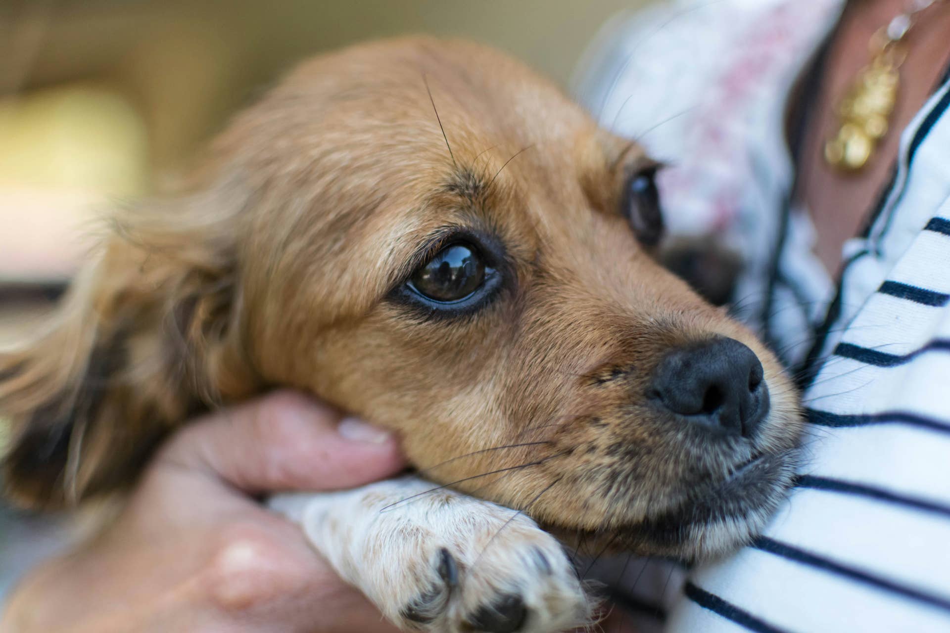 Does My Dog Have PTSD? Causes, Signs, and Treatment - PetHelpful