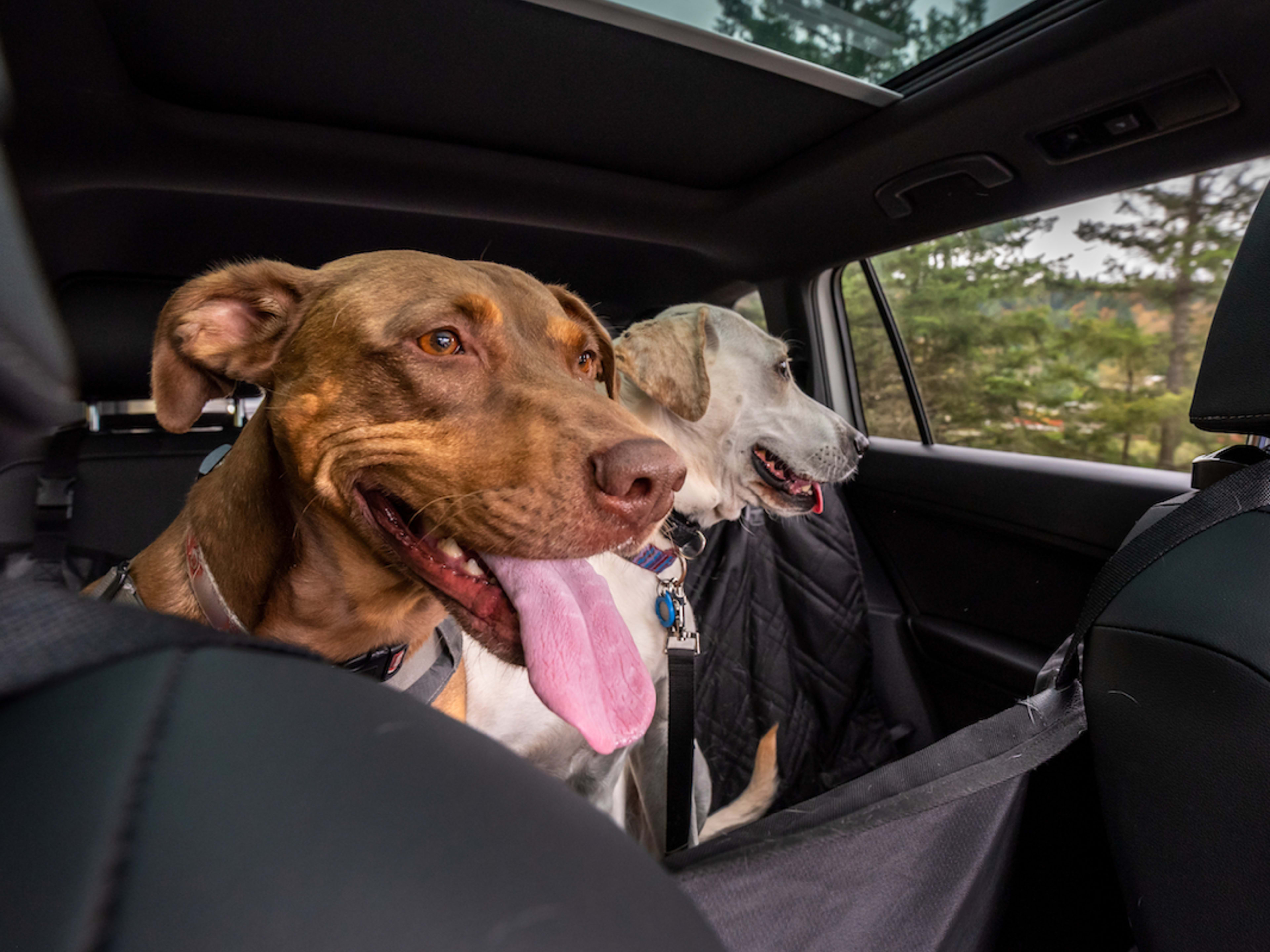 Uno Game Showdown Between 2 Dogs (Really!) Will Make Your Week - PetHelpful