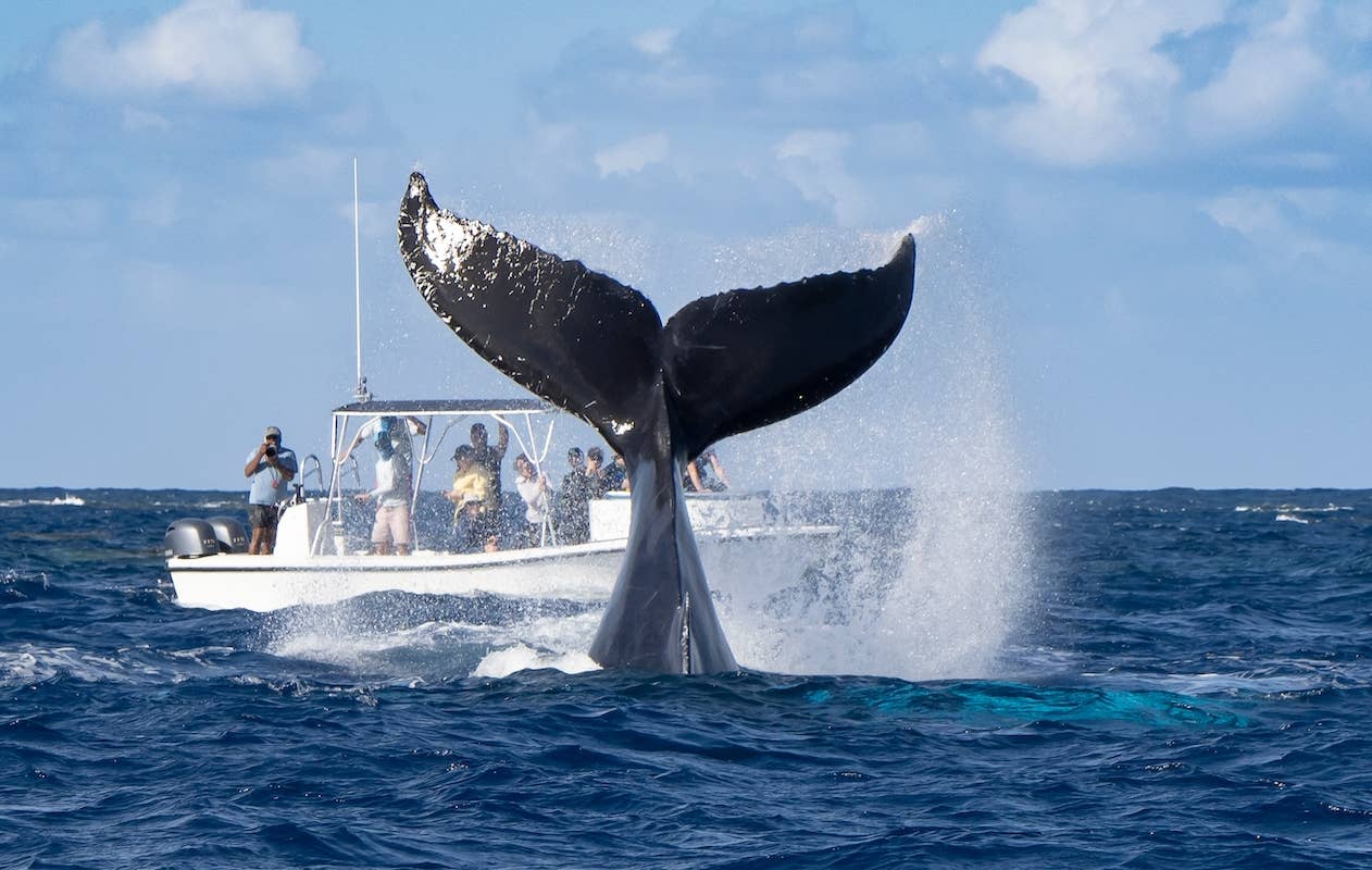 Humpback Whale