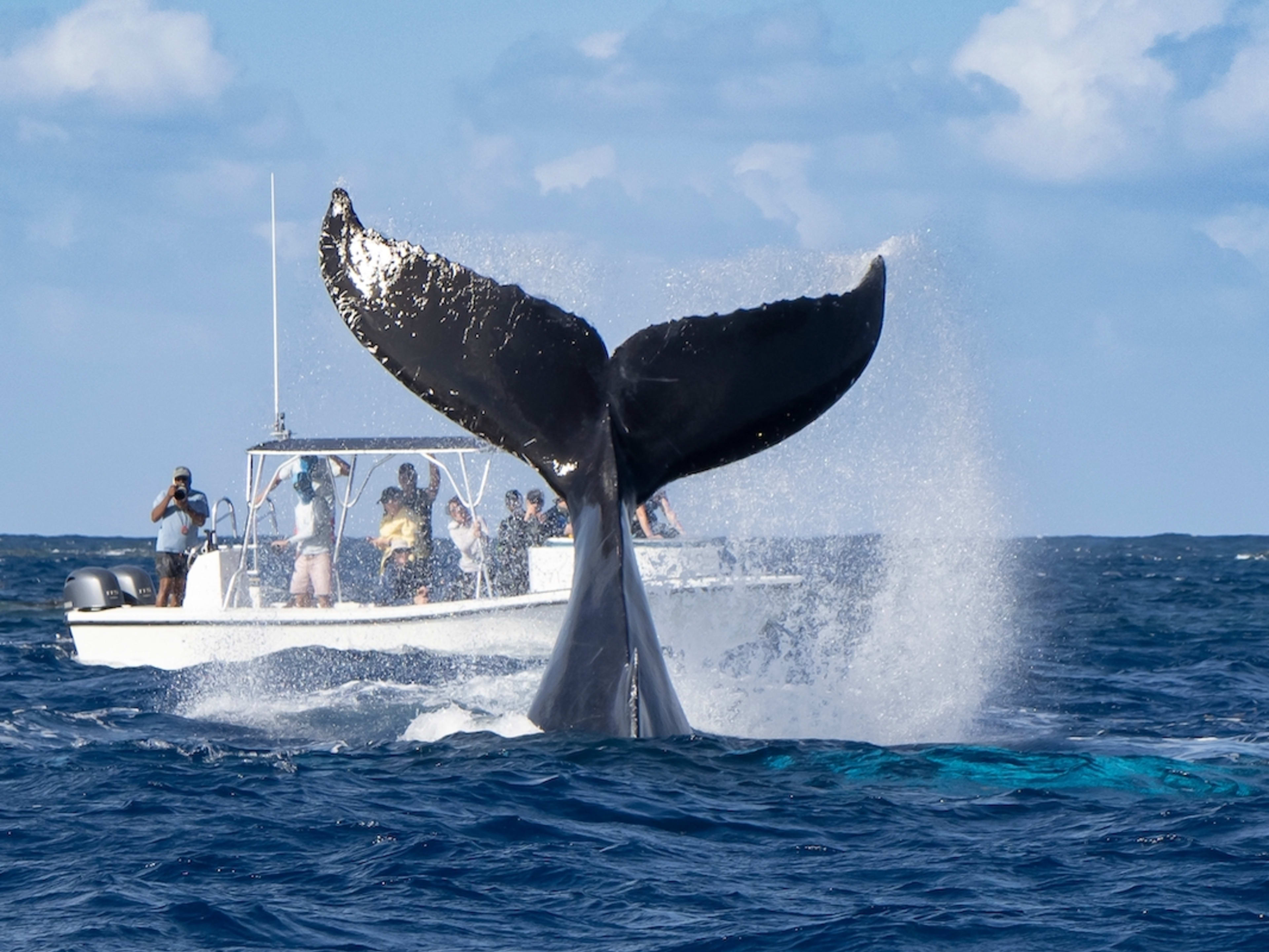 Boaters' Once-in-a-Lifetime Encounter with Humpback Whale Is Positively ...