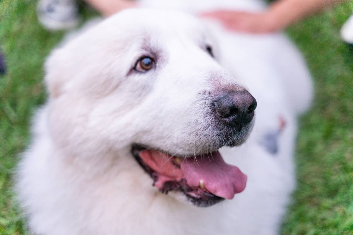 Great Pyrenees