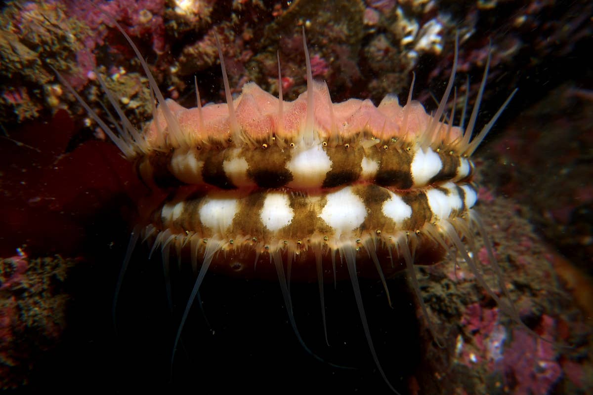 Sea Animal