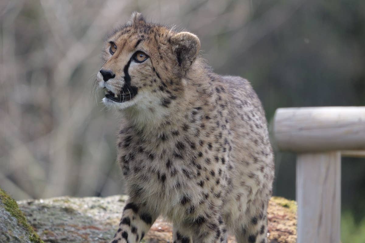 Cheetah and Penguin Making Friends at Zoo Are Epitome of Unexpected Besties
