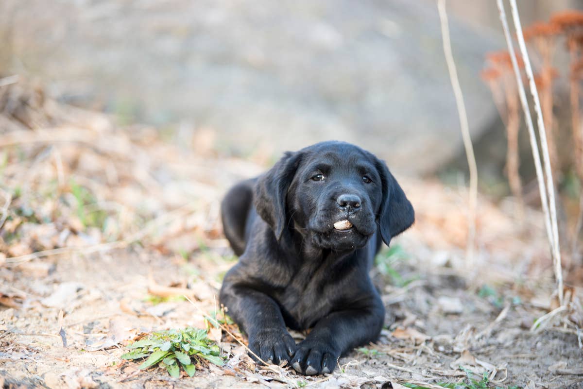 Labrador Mix Puppy