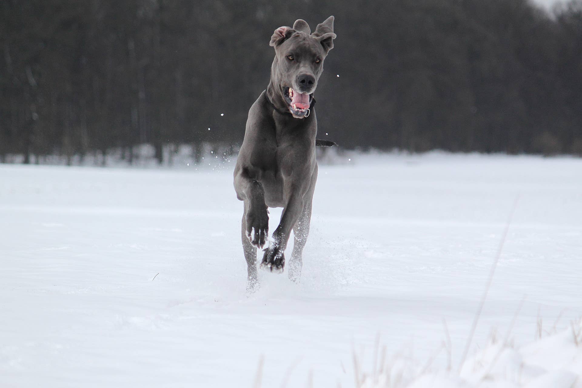 Video of Great Dane and Mini Horse Having a Field Day in Snow Is as ...