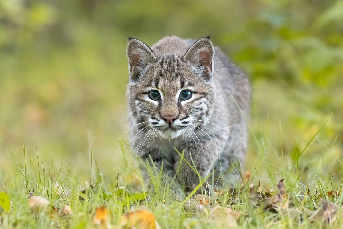 Rescue Bobcat's Hilariously Unique 'Growl' Has Everyone in Stitches