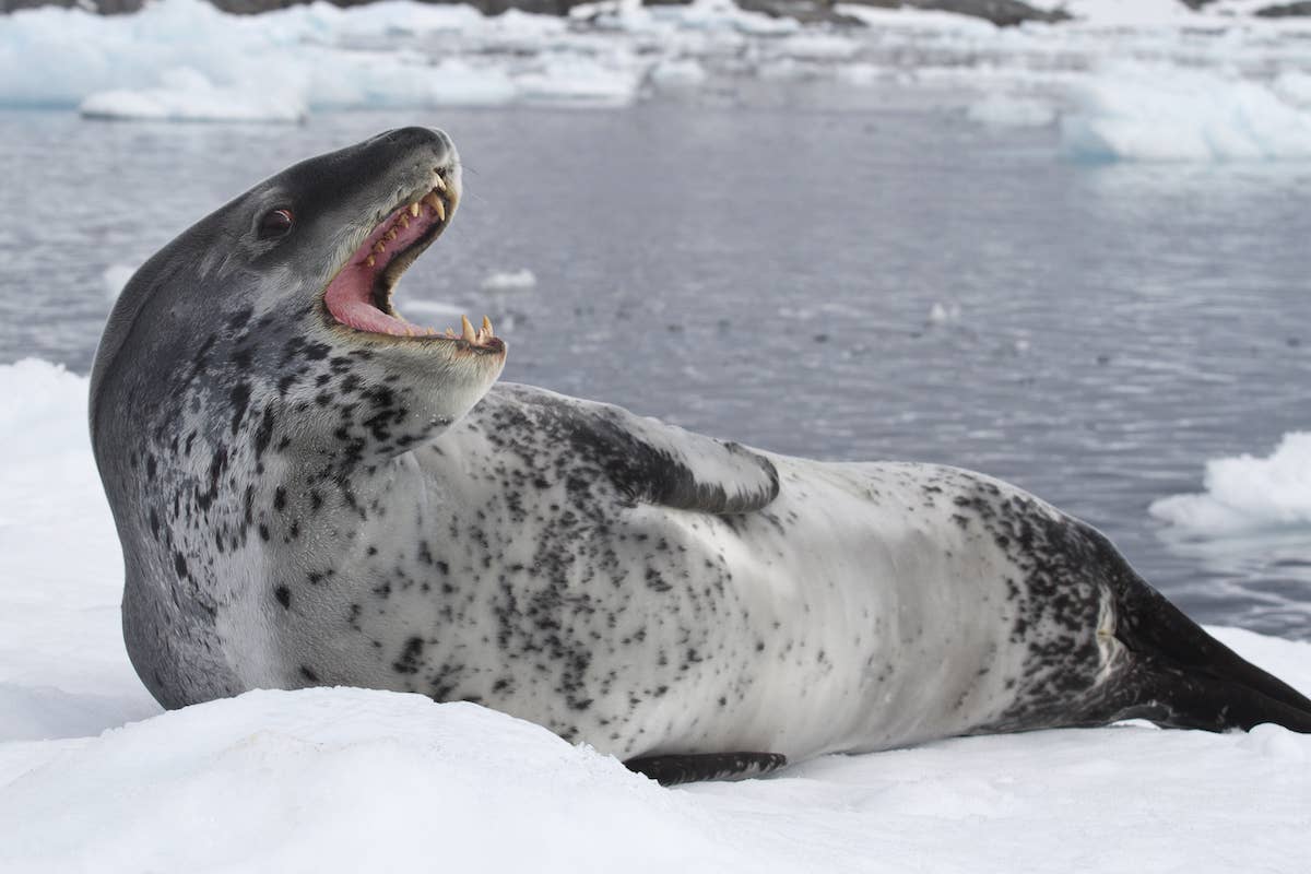 Leopard Seal 'Steals' Boat Anchored in Antarctica Like He's Got ...