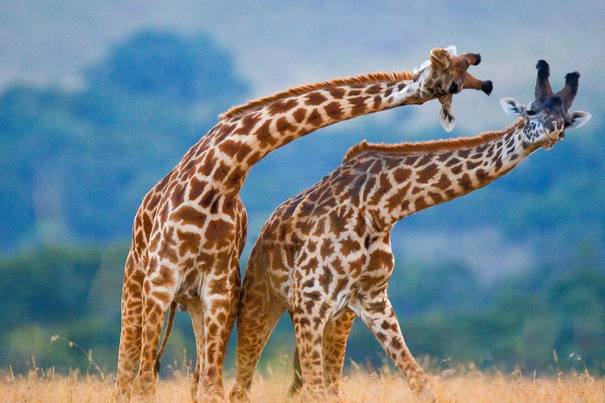 Giraffe