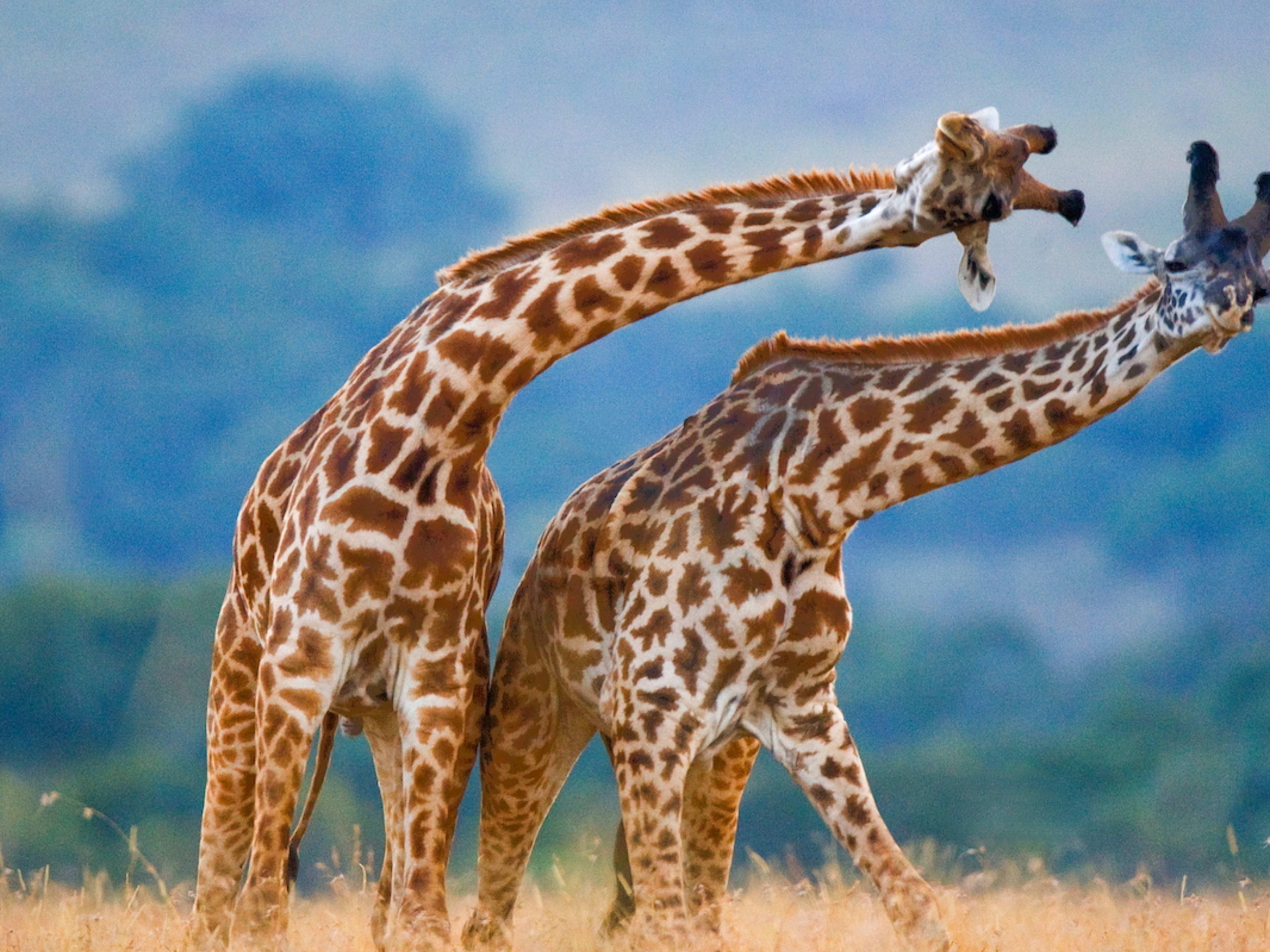 Giraffe Brothers Tease Each Other in Epic Game of 'I'm Not Touching You' Just Like Little Kids