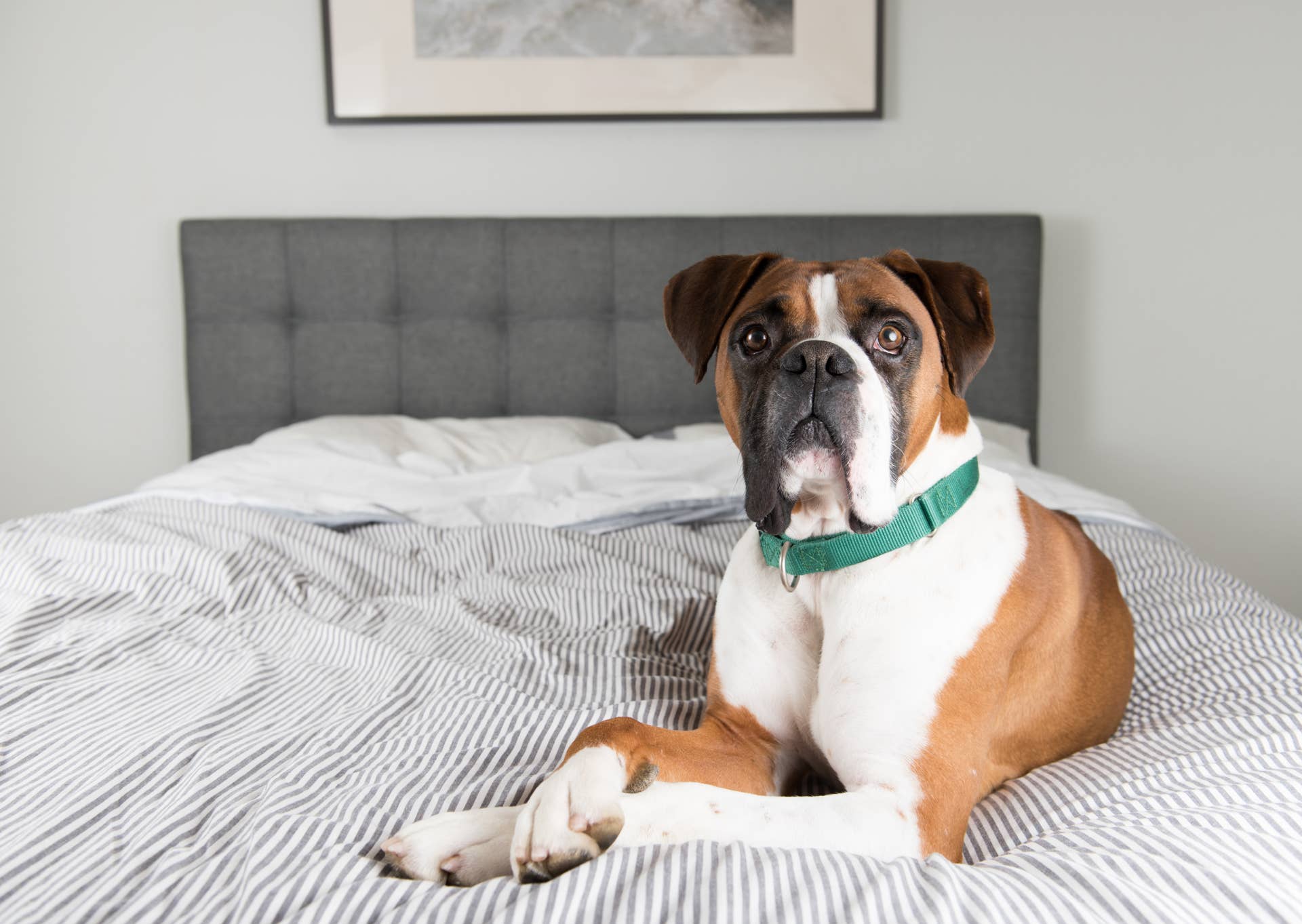 Boxer Refuses to Lay Down to Rest Until Mom Puts Eye Mask on Her Like a ...