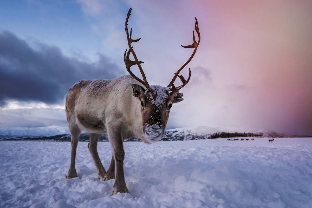 Reindeer Herd Galloping Across Tundra Make Strangely Beautiful Patterns ...
