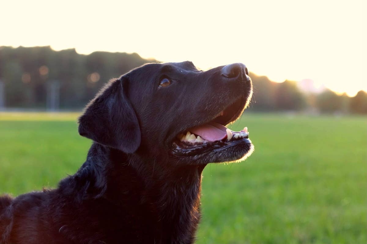 Senior Labrador's Kind Gesture After Realizing Mom Has a Baby in Her ...
