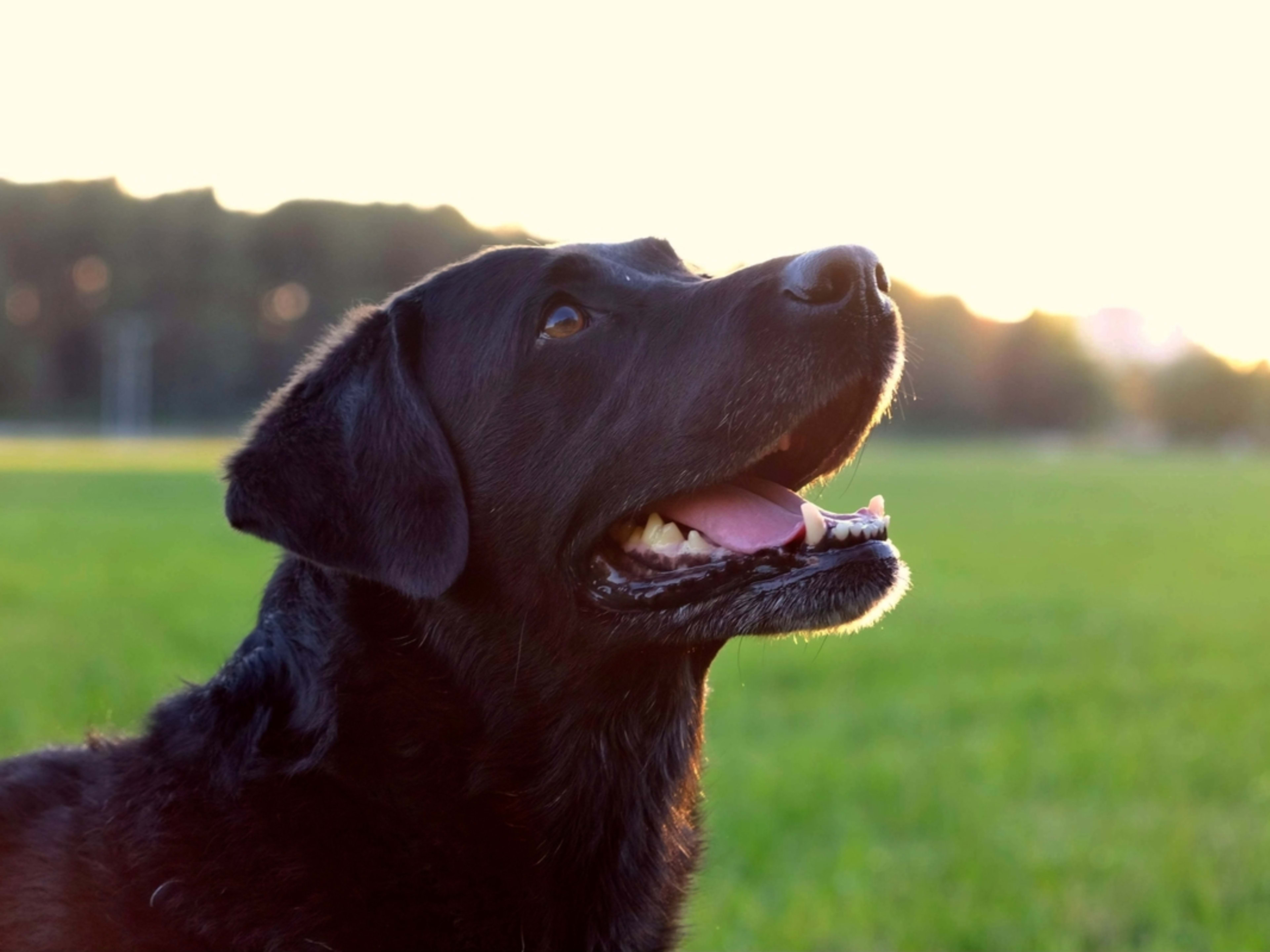 Black Labrador