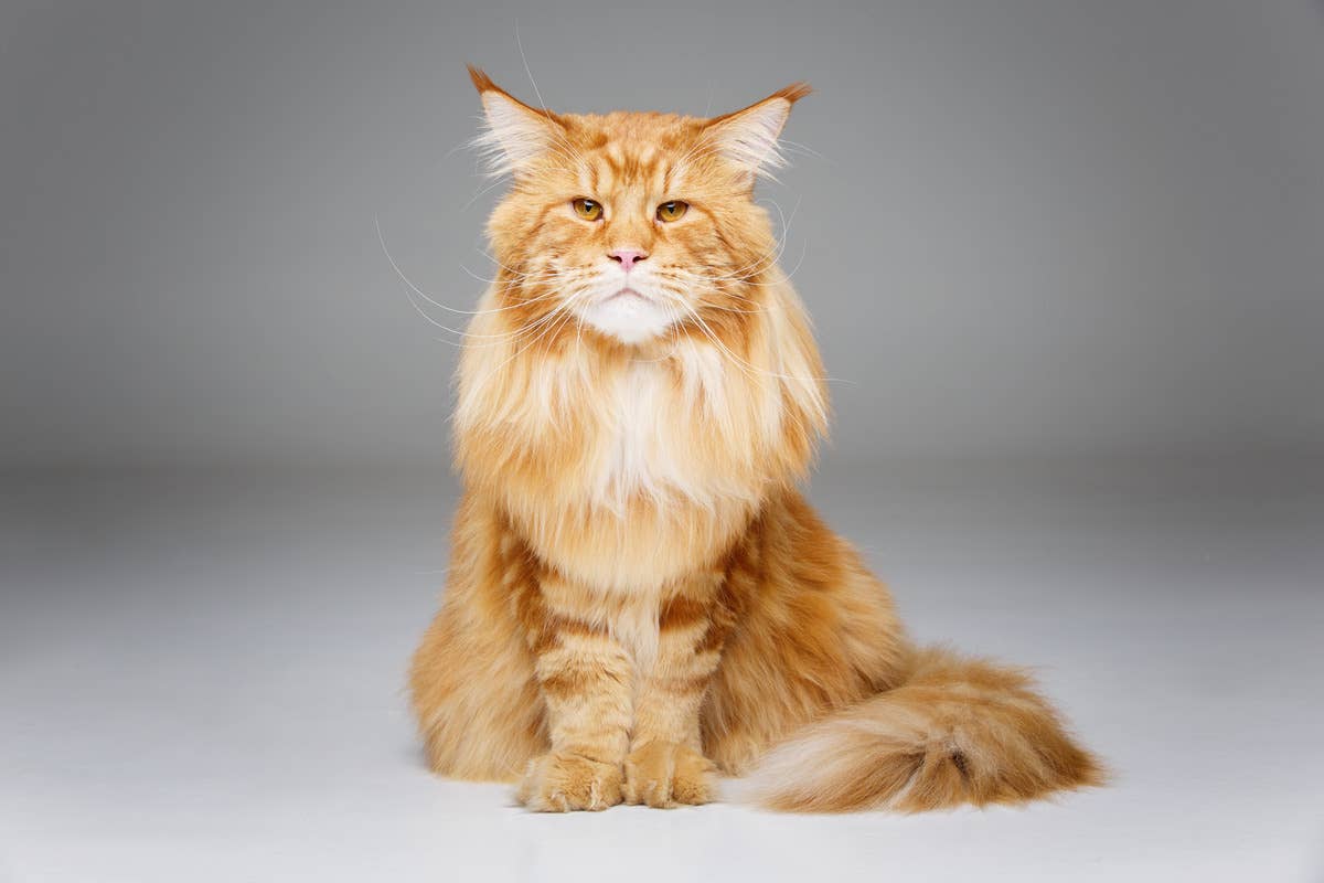 Orange Maine Coon Kitten's 'Grumpy Old Man' Face Is Too Cute to Resist