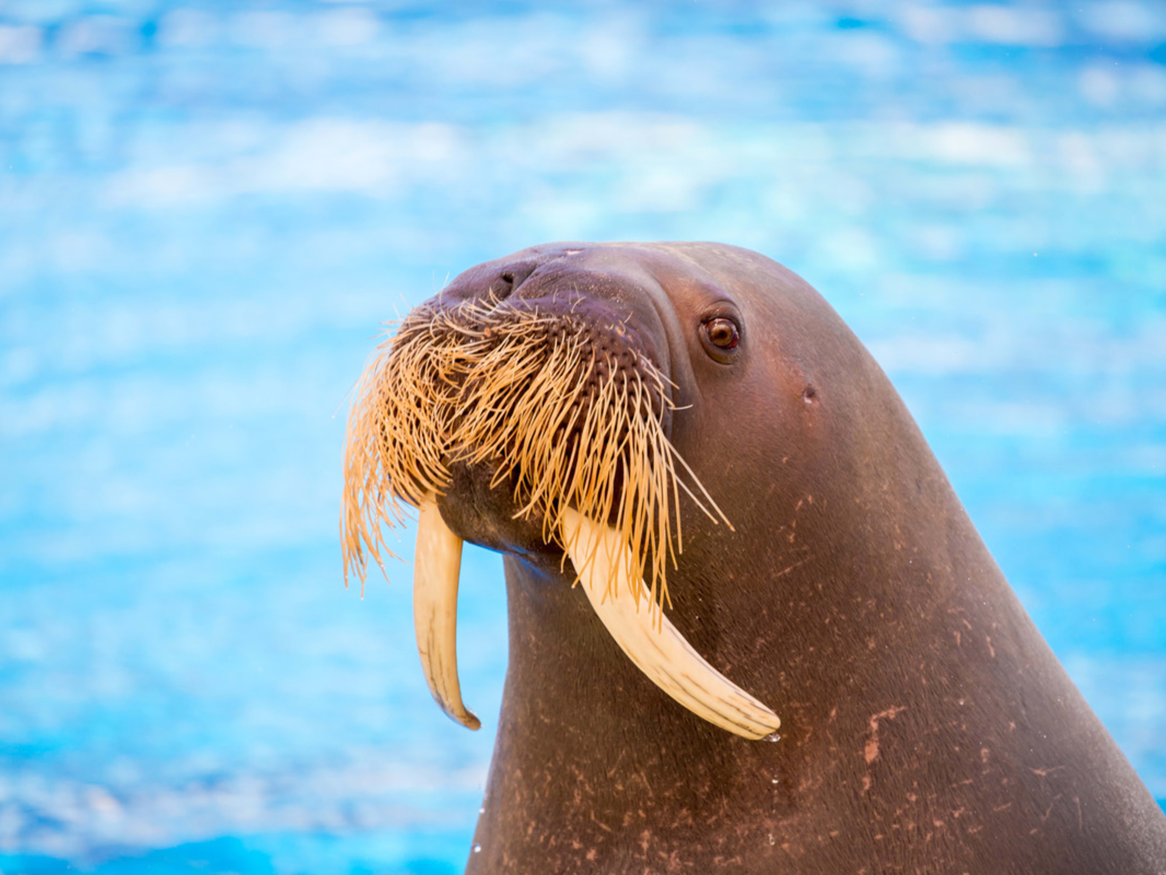 Walrus Gets Special Birthday Party Complete with a Tiara and It's ...