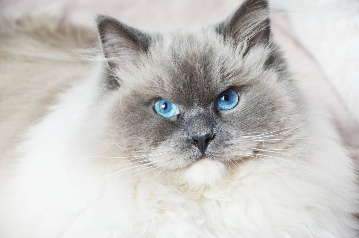 Ragdoll Cat's Spot-On Grouchy Face Is So Cute People Can't Take It