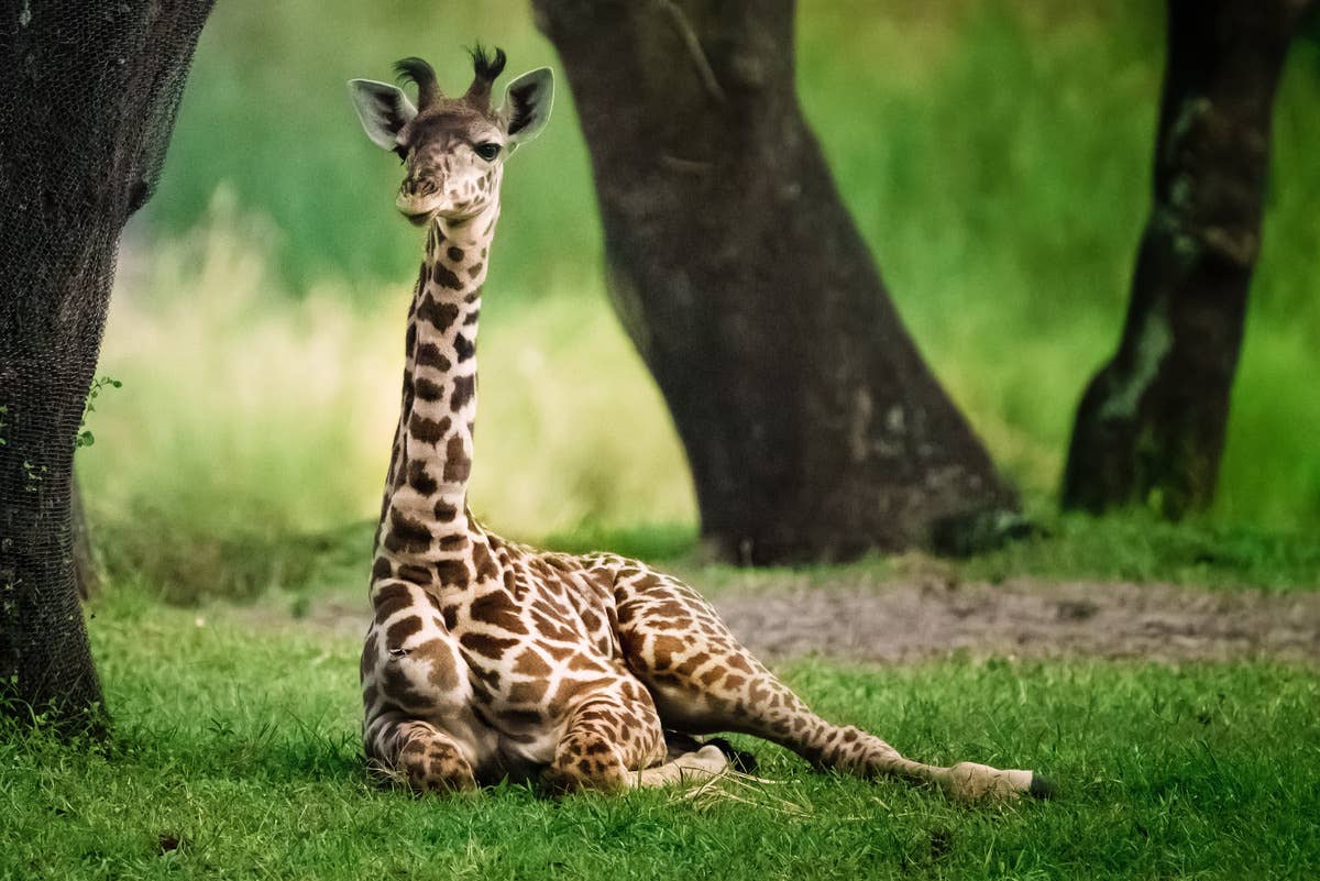 Giraffe