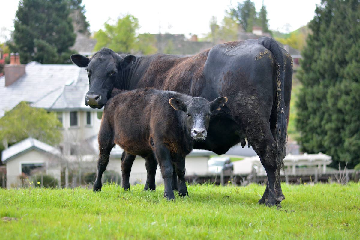 Moment Mama Cow Realizes No One Is 'Trying to Take Her Baby' Is Full of ...