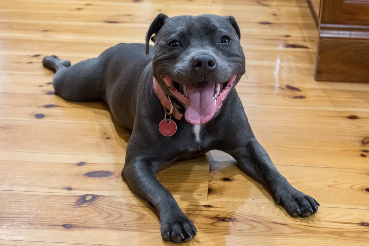 Staffordshire Bull Terrier - PetHelpful