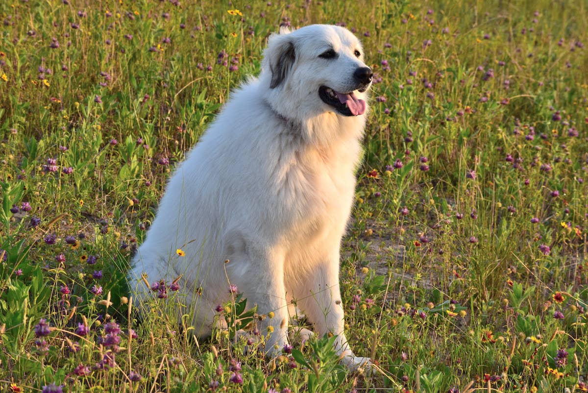 Great Pyrenees