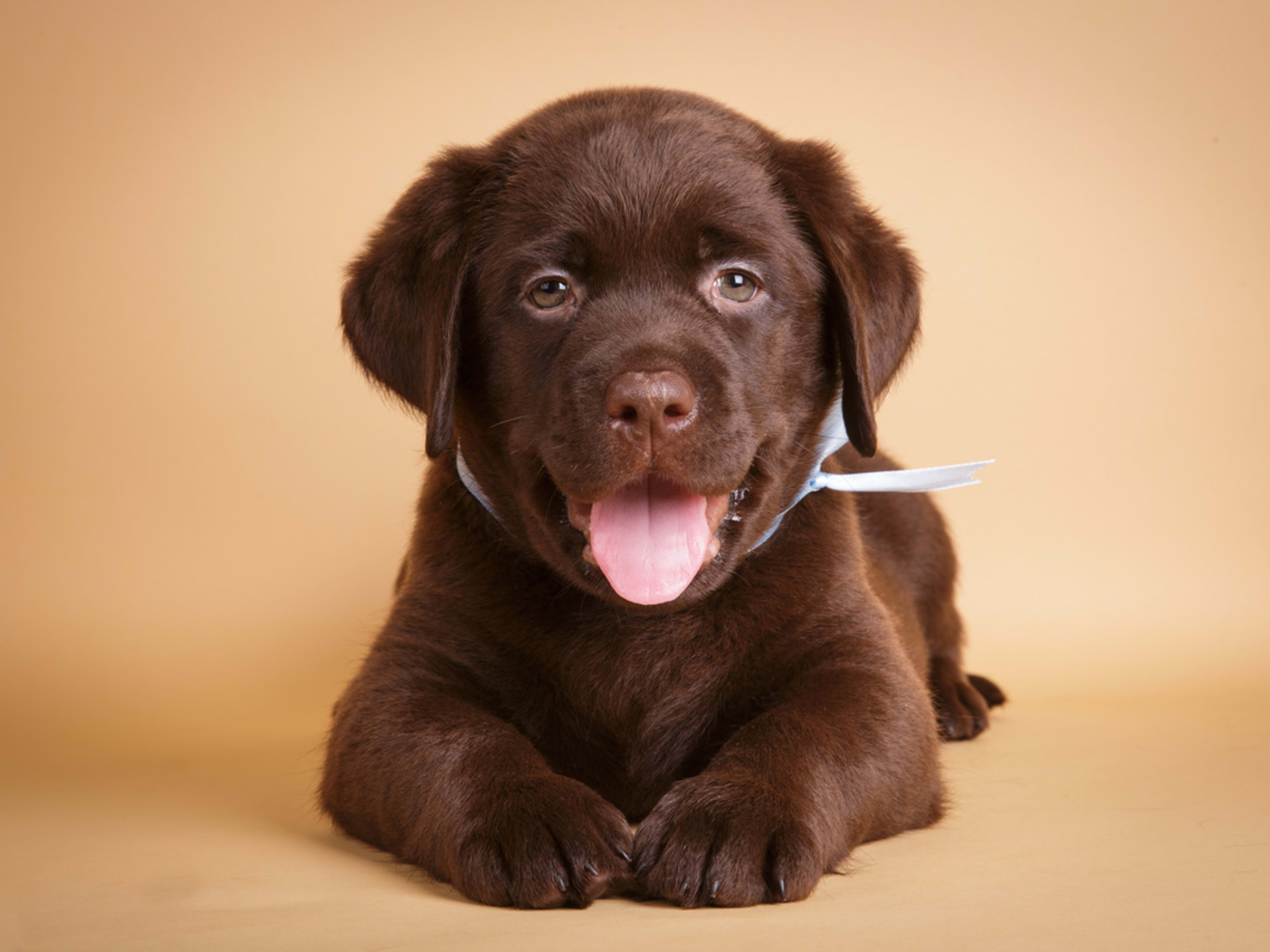Labrador Retriever Puppy's Rare and Unique Bark Leaves Other Pups ...