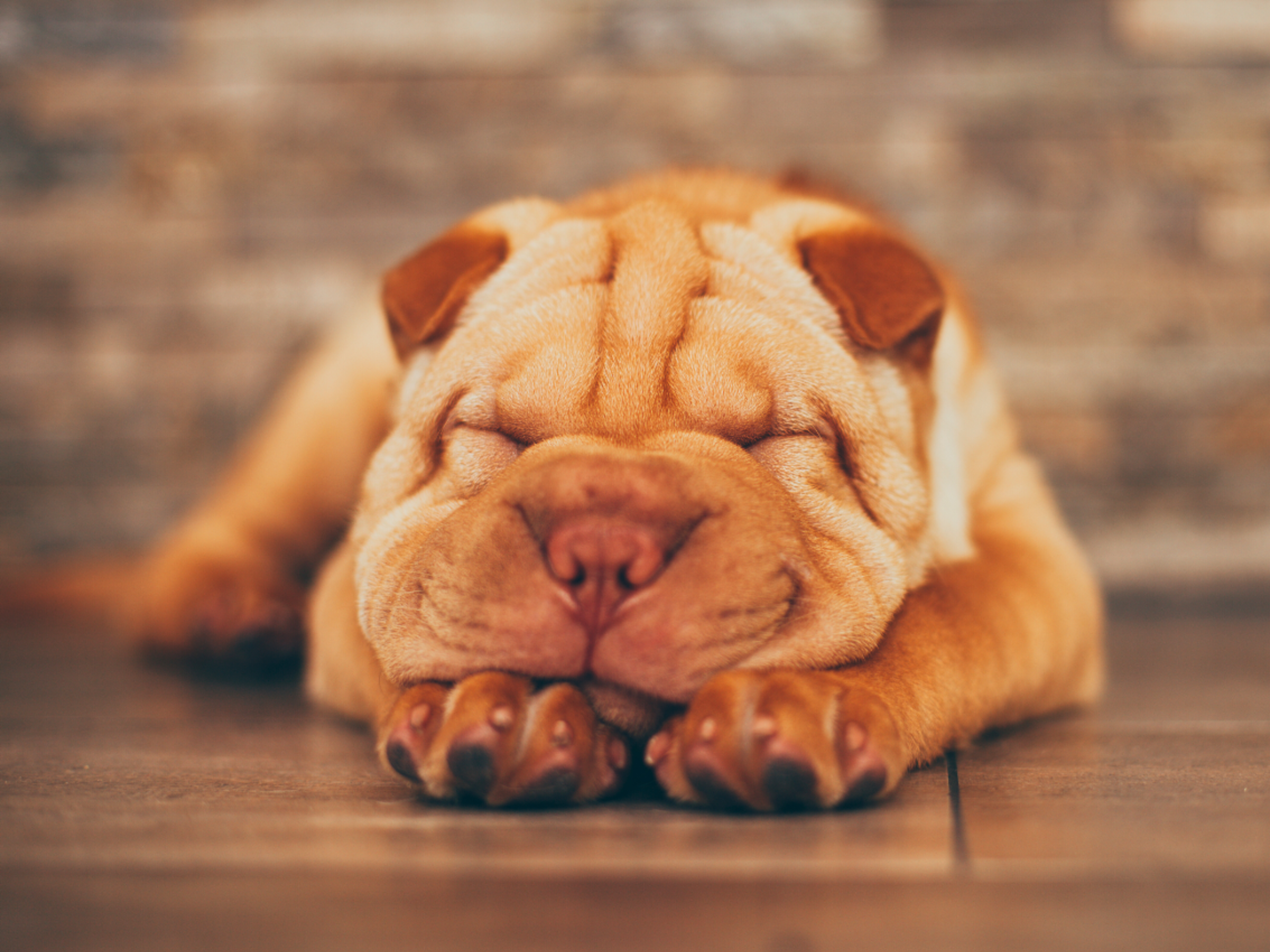 7 Common Reasons Why Your Dog Snores So Loud - PetHelpful