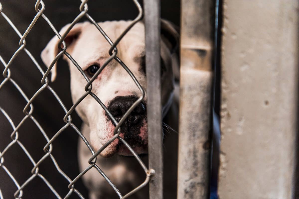 Shelter Pit Bull Desperately Clinging to Stuffed Toy for Comfort Will ...