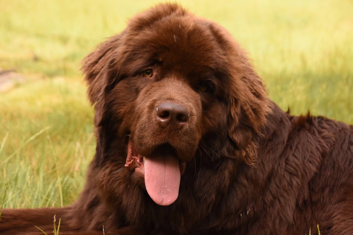 Newfie Crowned the ‘Mayor of Toad Village’ and His Excitement Will Make ...
