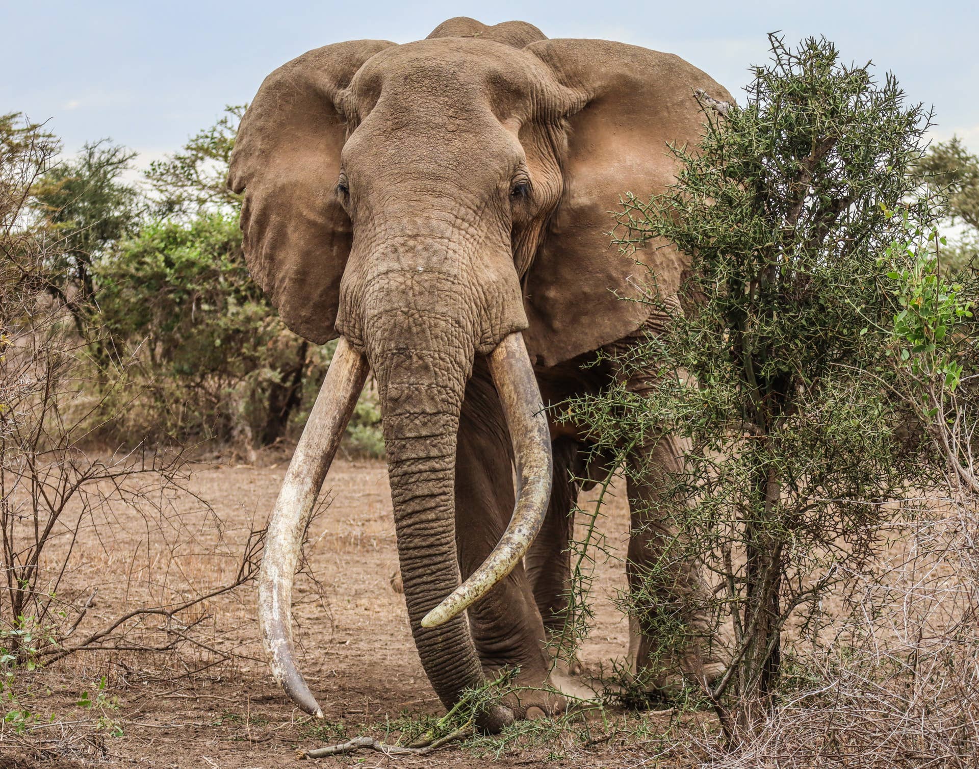 Tired Elephant Needs 5 Minutes to Herself and Parents Everywhere Can ...
