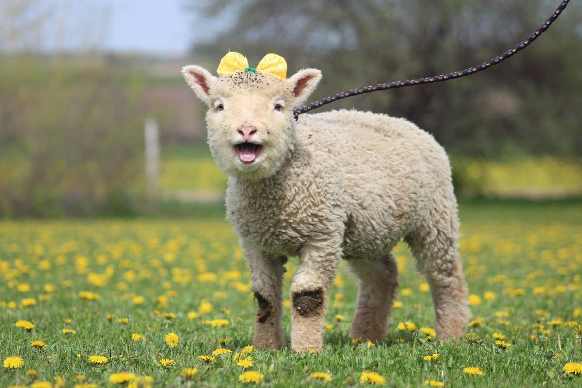 Sheep - PetHelpful