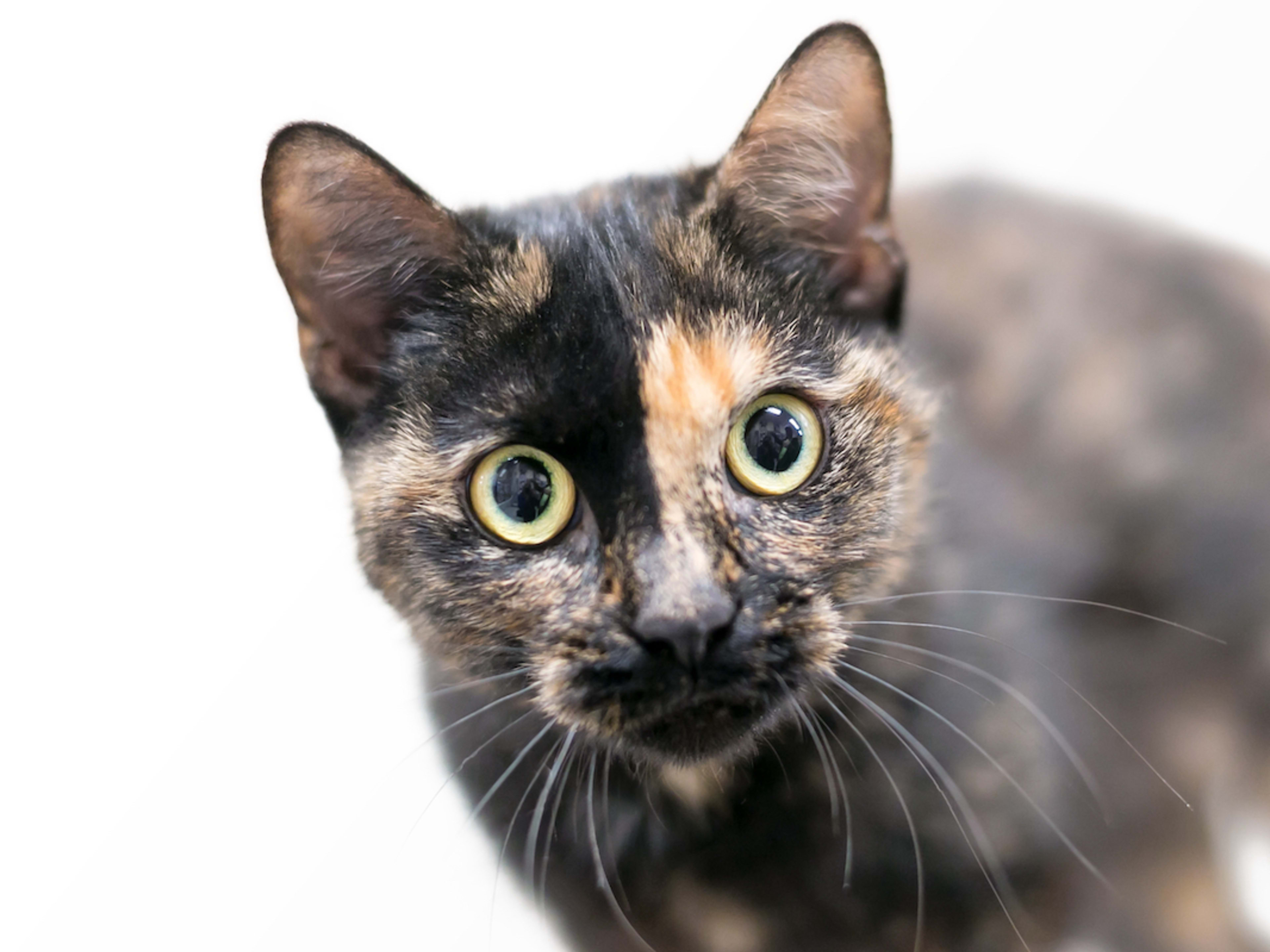 Camera-Loving Single Mom Cat Who Is ‘Too Busy Serving Looks’ Proves ...