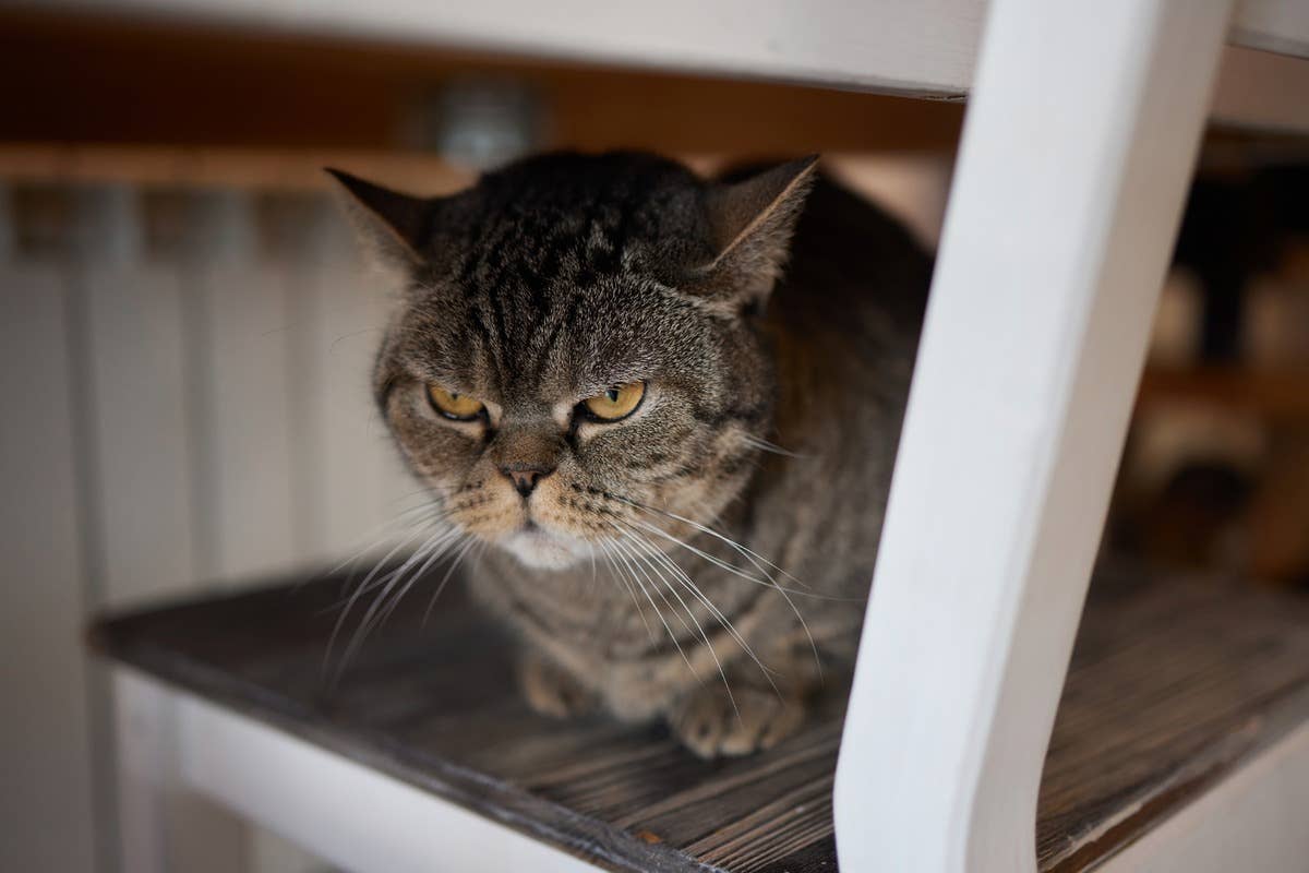 Tiny Kitten's 'Stomps of Fury' Are So Relatable to Anyone in a Grouchy Mood