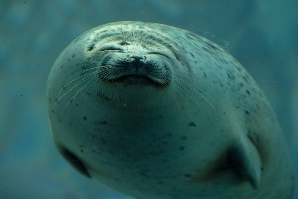 Seal Spins Like a Top on Aquarium Rock and It Has People Laughing Out Loud