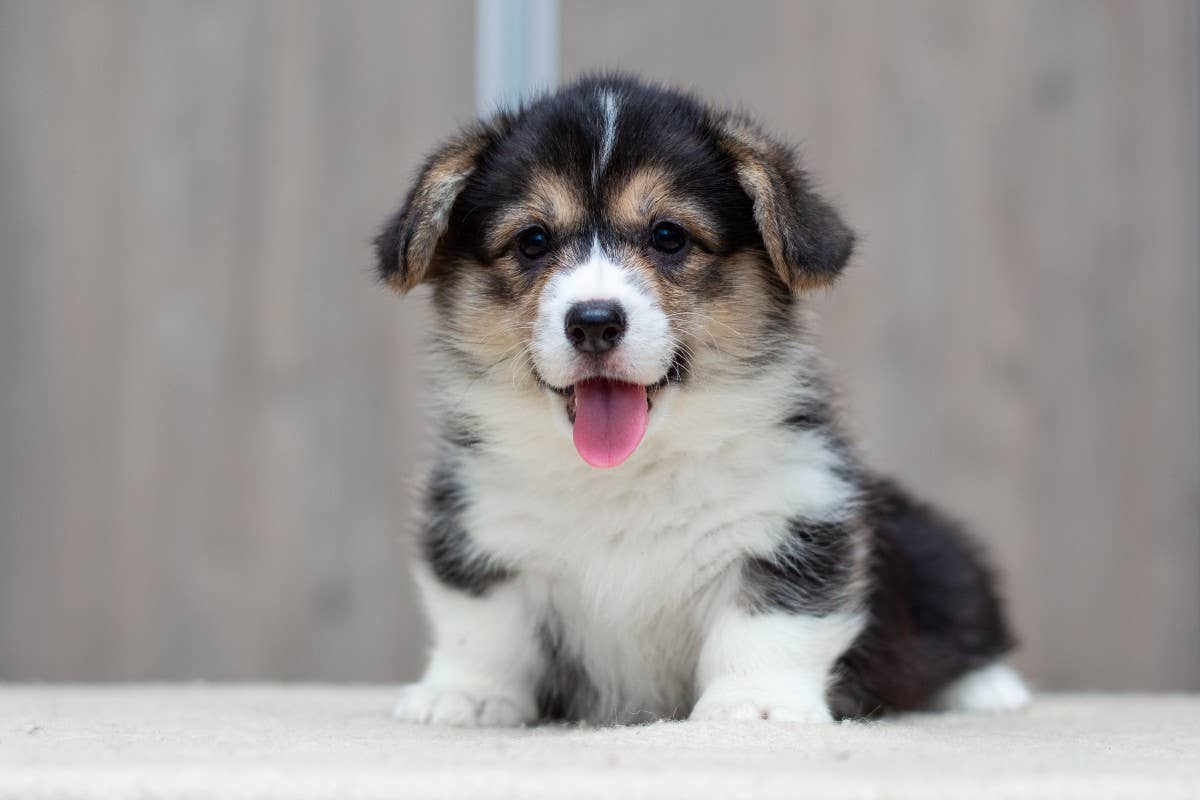 Blind Corgi Shelter Puppy Who's Struggling to Get Adopted Has Everyone ...