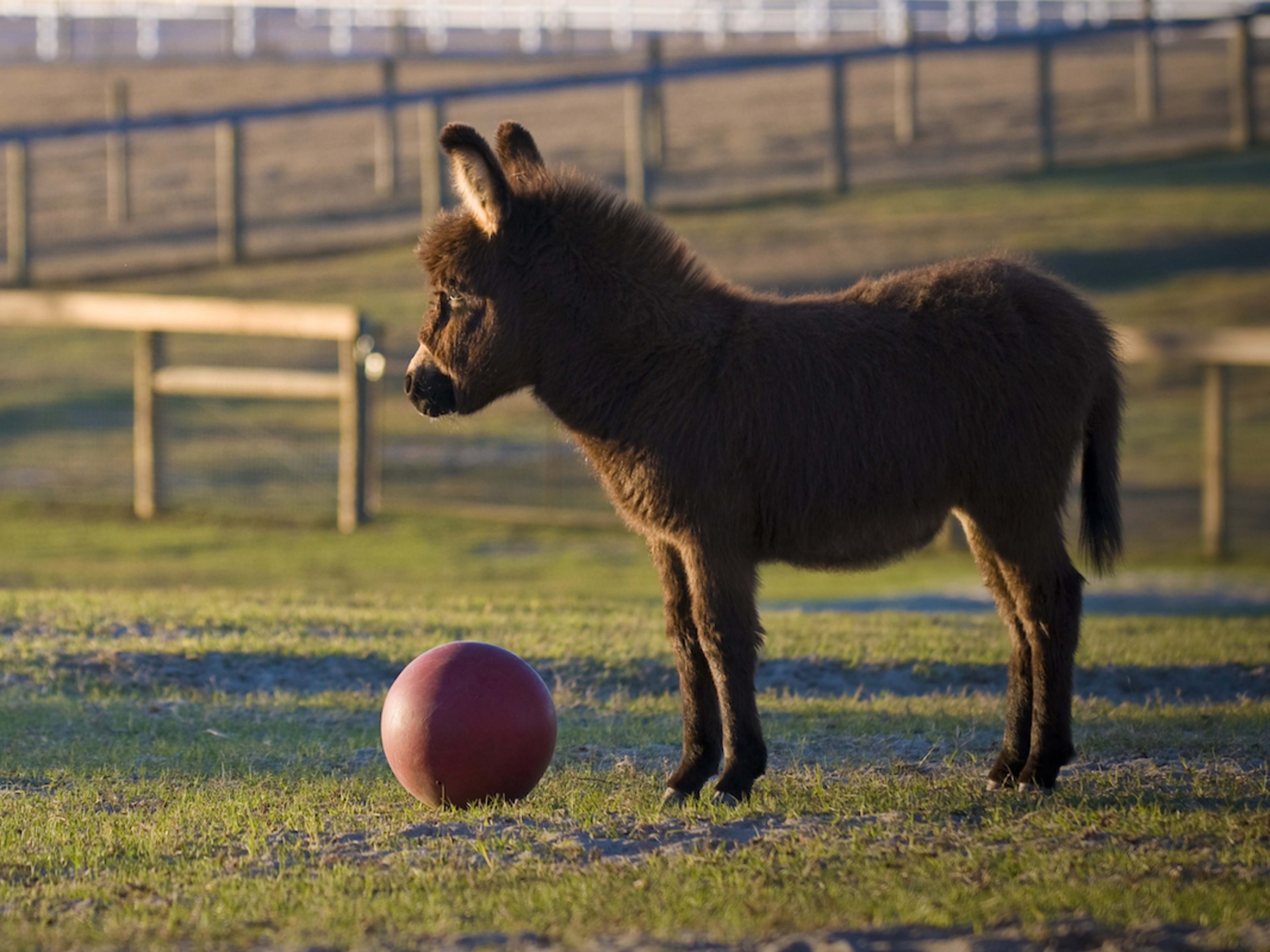 Donkey with Mad Ball Skills Is a Total Vibe and Everyone Loves Him ...