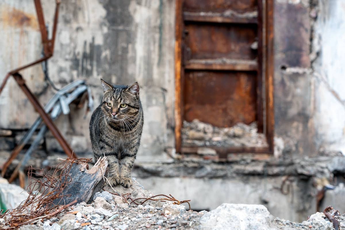Long Island Animal Rescuer Tragically Passes While Saving Hundreds of ...
