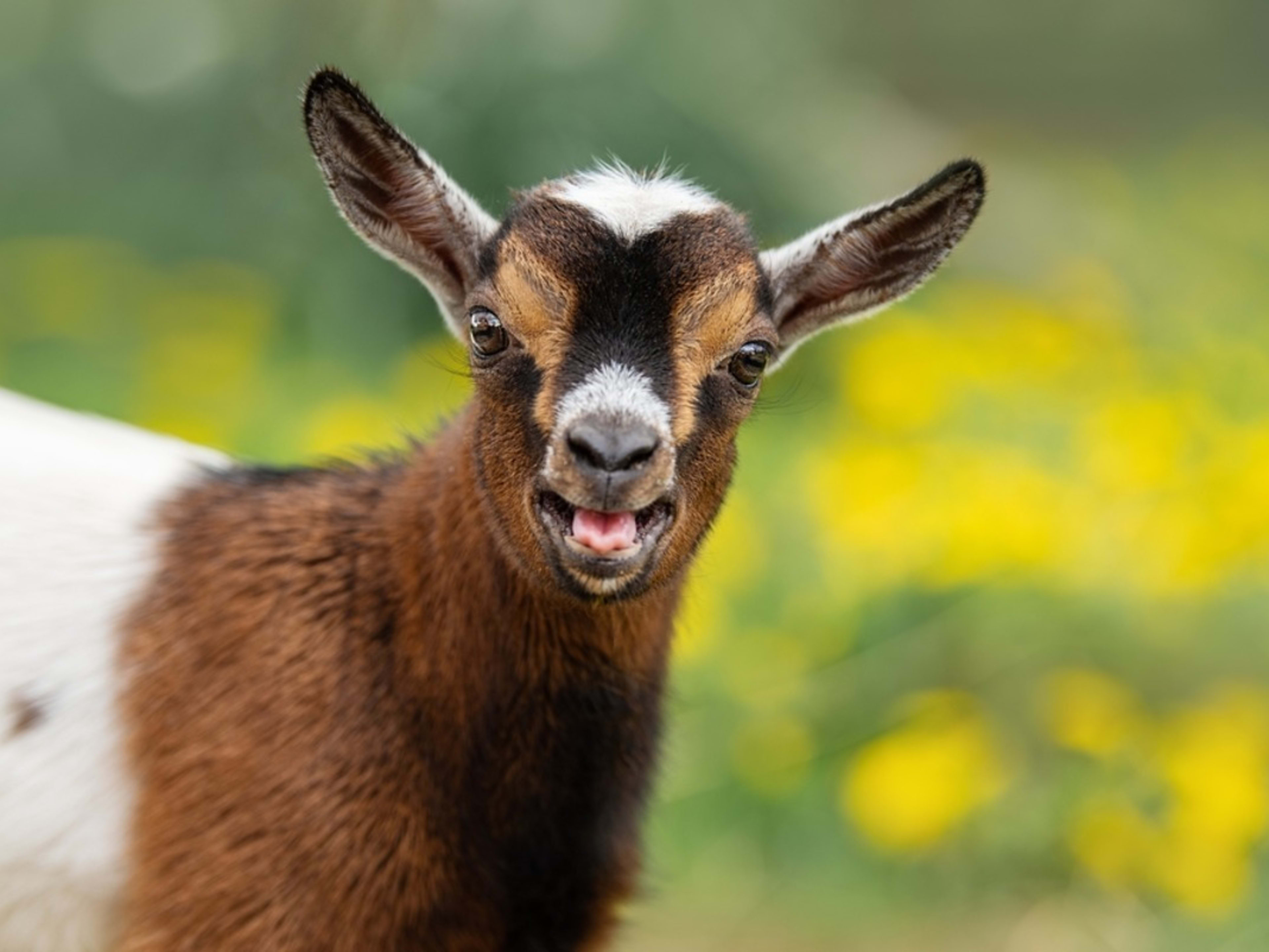 Video of Baby Goats 'Screaming' Like Human Kids Is Music To Everybody's ...