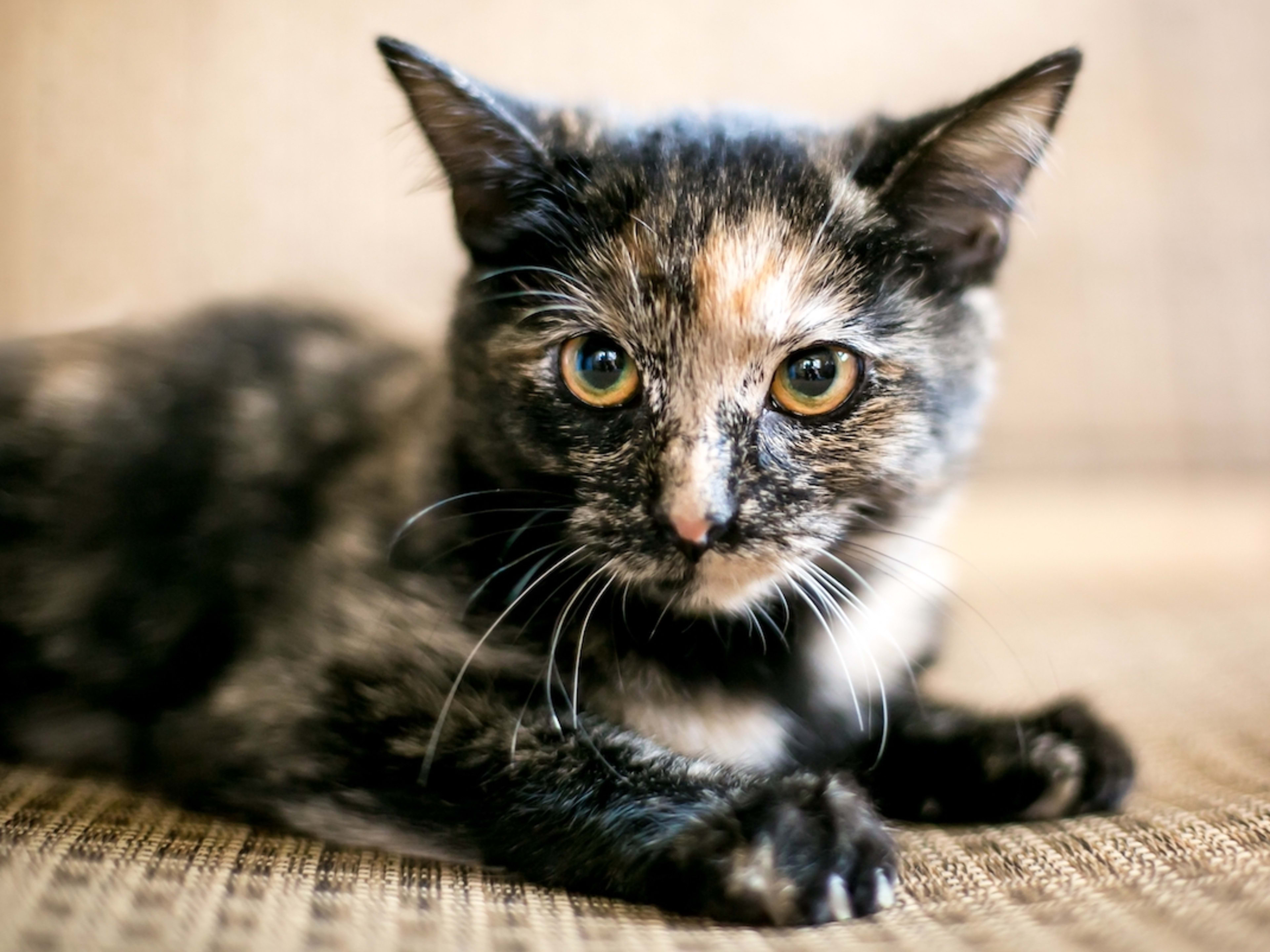 Grumpy Tortoiseshell Cat 'Complaining' to Mom Is Such a Total Vibe ...
